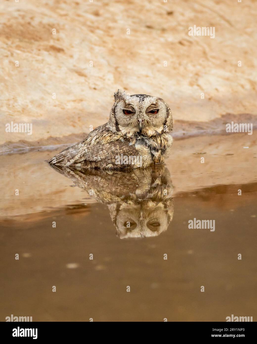 Closeup view of indian scops owl or Otus bakkamoena owlet bird with ...