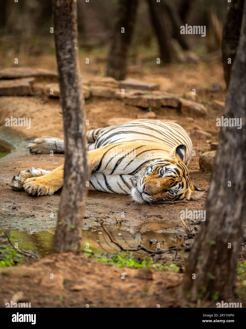 wild female bengal tiger or panthera tigris close up with eye contact ...