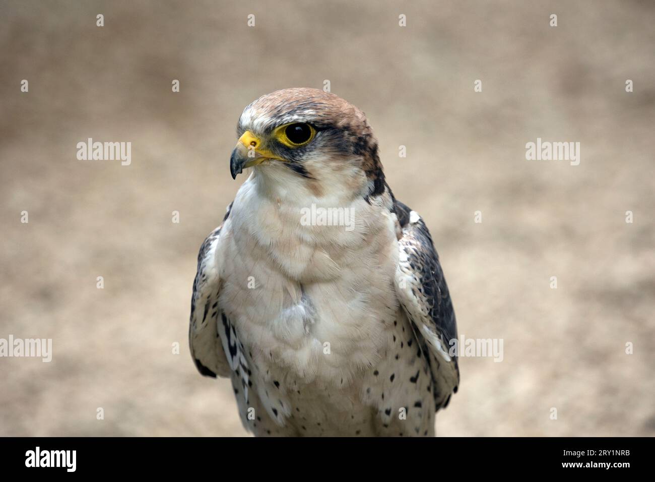 Captive Lanner falcon Falco biarmicus sitting at Cotswold Falconry ...