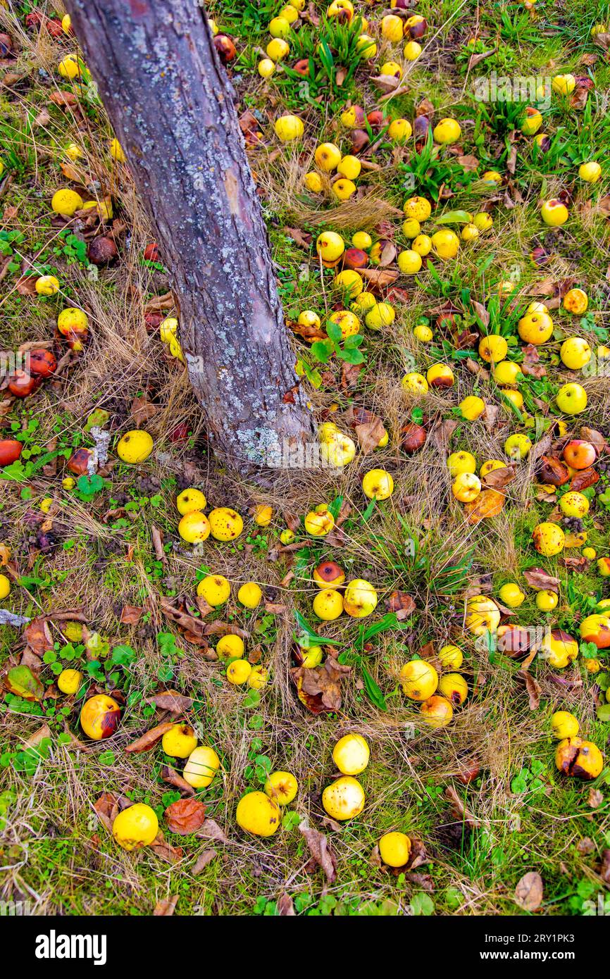 Ground apple hi-res stock photography and images - Alamy