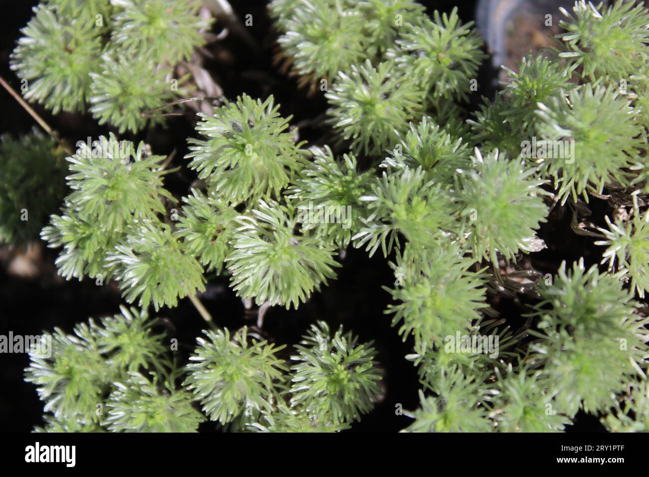 Cotula hispida garden hi-res stock photography and images - Alamy