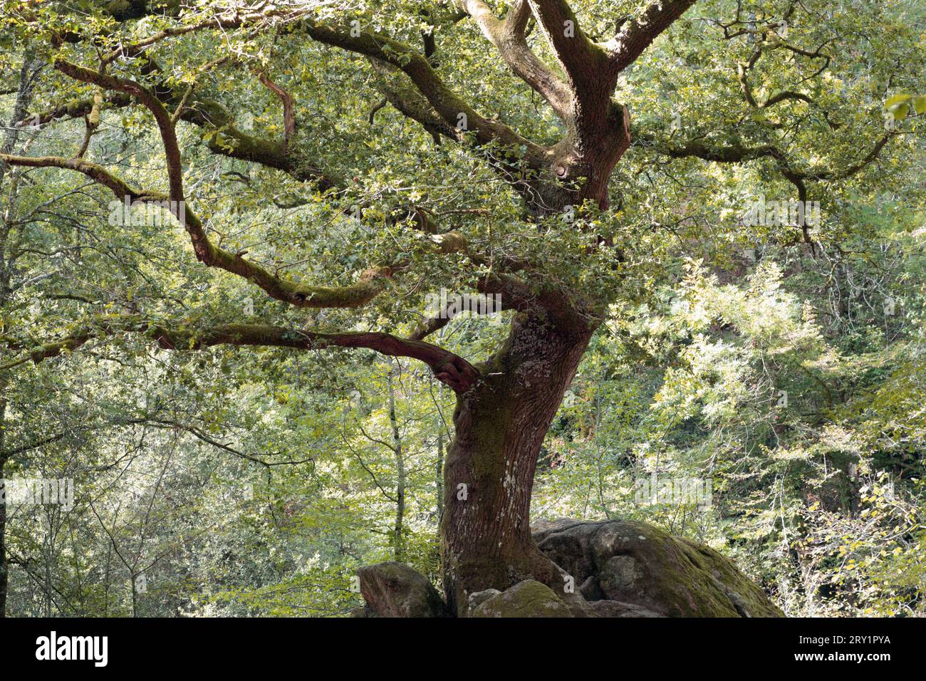 France, Saint-Junien, 87, oak tree in the Glane valley, Corot site ...
