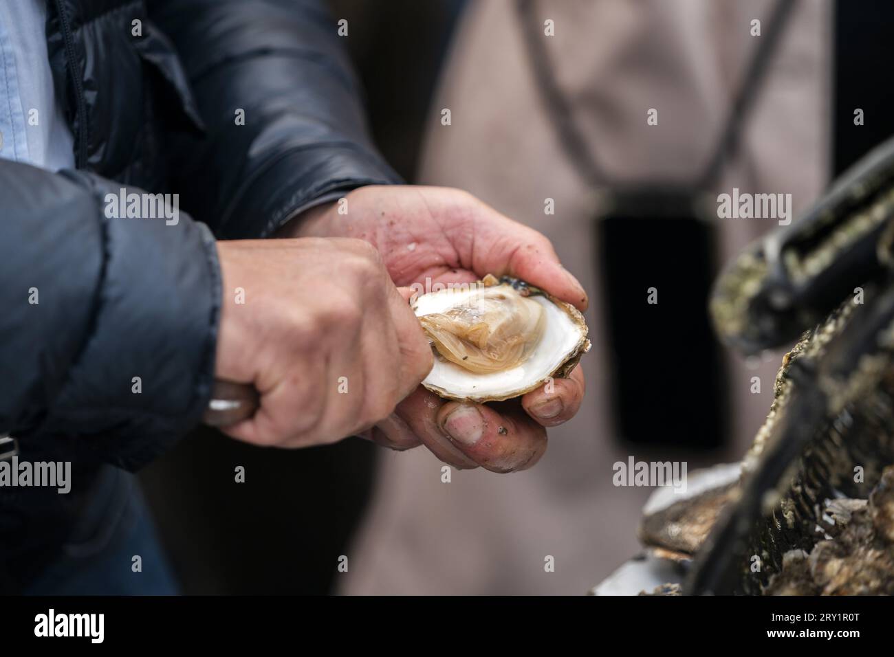 Oesterseizoen hi-res stock photography and images - Alamy