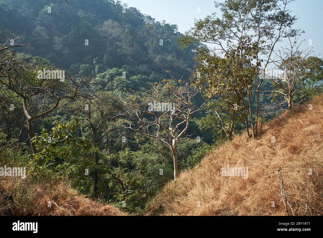 A trek inside the Karnala Bird Sanctuary Stock Photo - Alamy