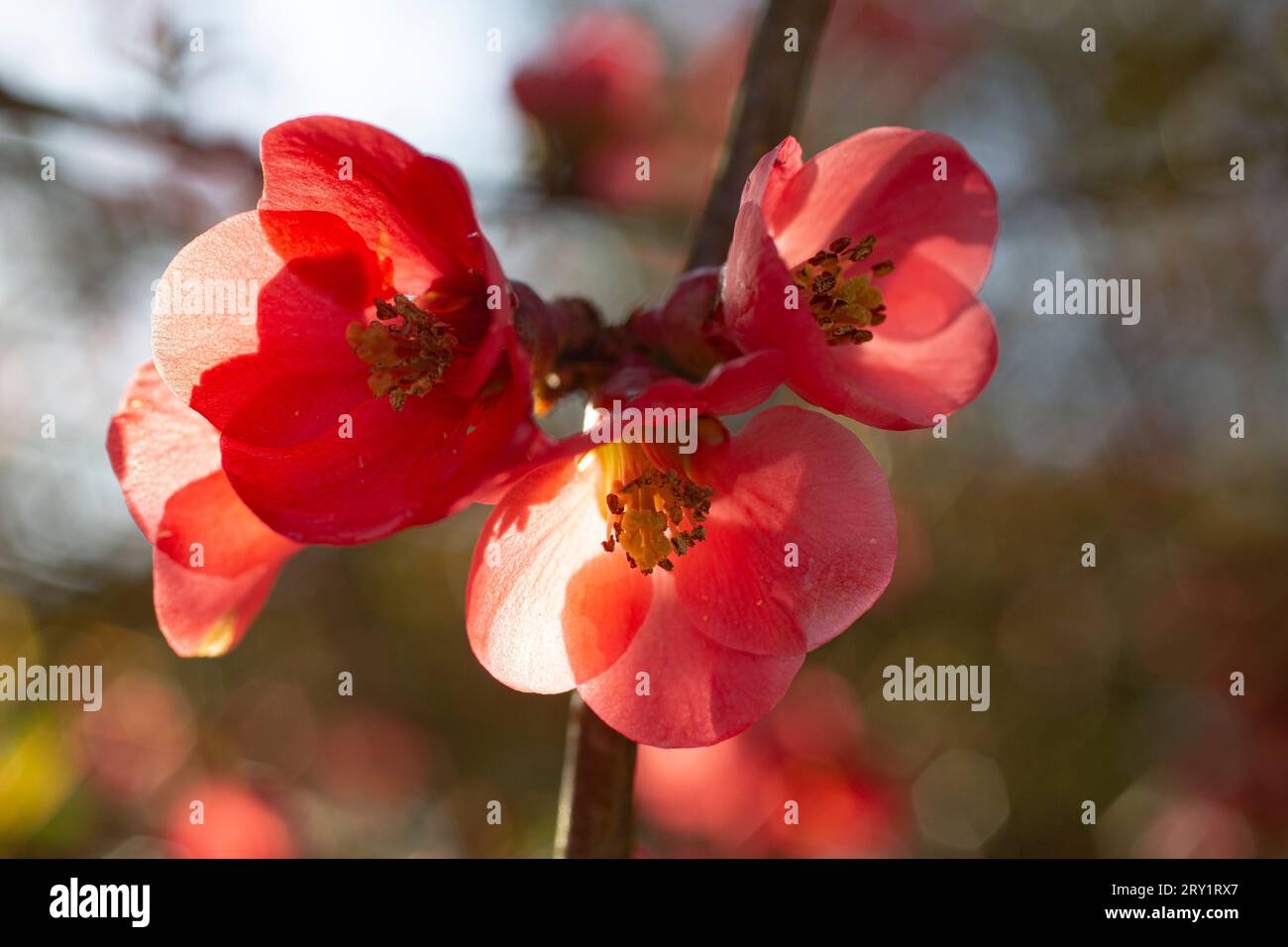 Quince tree in bloom hi-res stock photography and images - Alamy