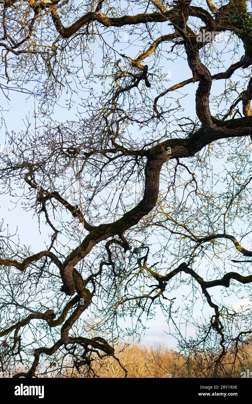 Oak tree form hi-res stock photography and images - Alamy
