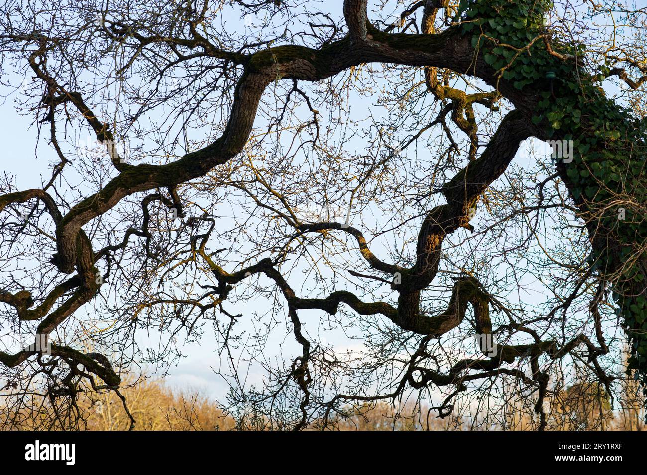 Rising branch hi-res stock photography and images - Alamy