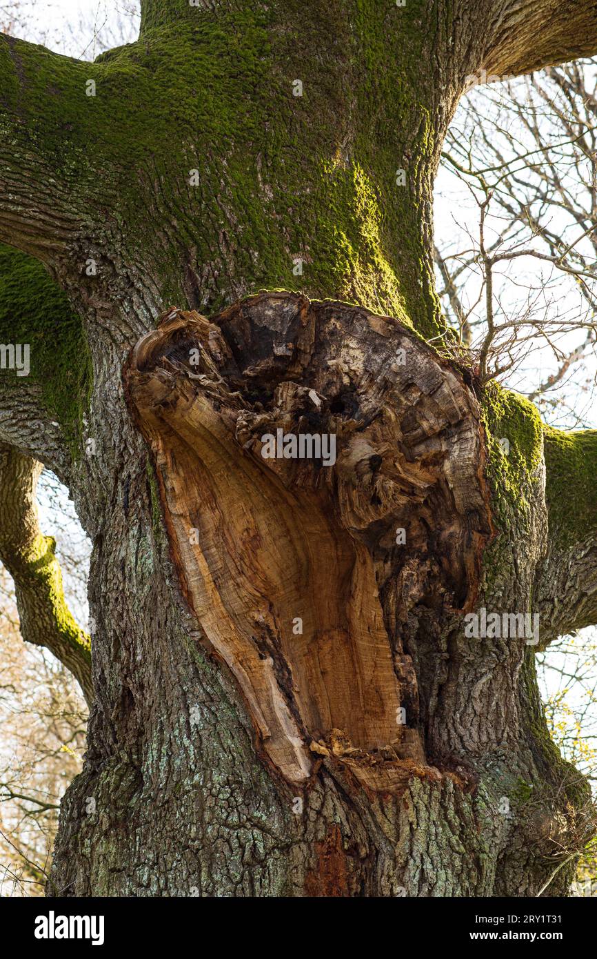 France, Plechatel, 35, trunk of the Breslon oak, where a main branch 90 ...