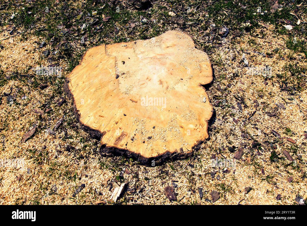 Tree trunk cut at the base Stock Photo - Alamy