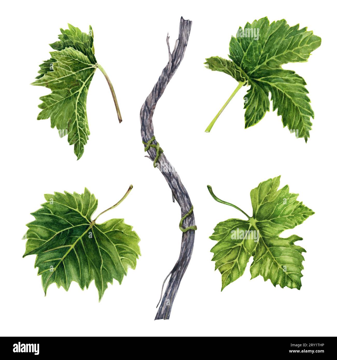 Grapevine branch with green leaves and tendrils isolated on white background. Hand drawn ...