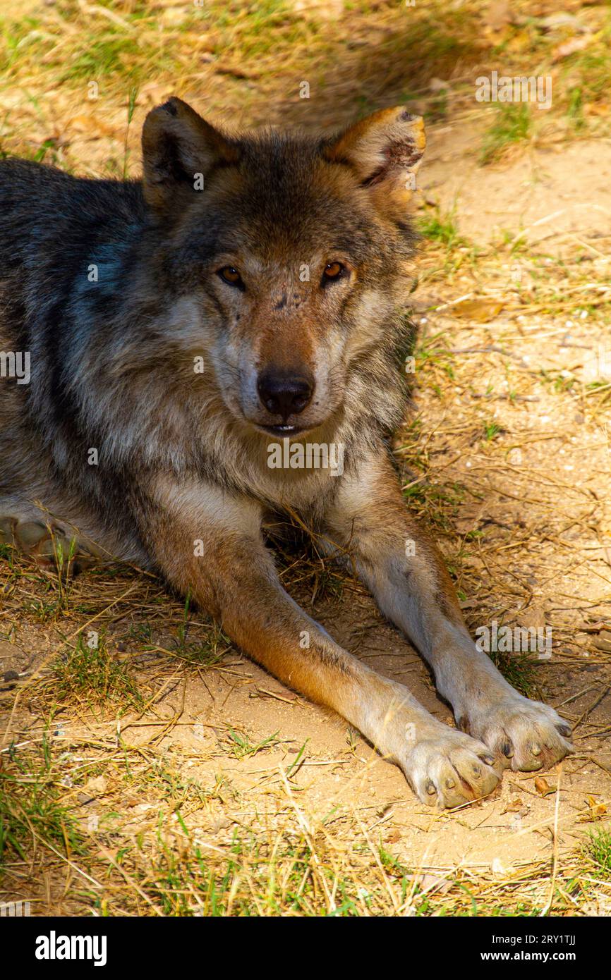 Wolf france animal hi-res stock photography and images - Alamy