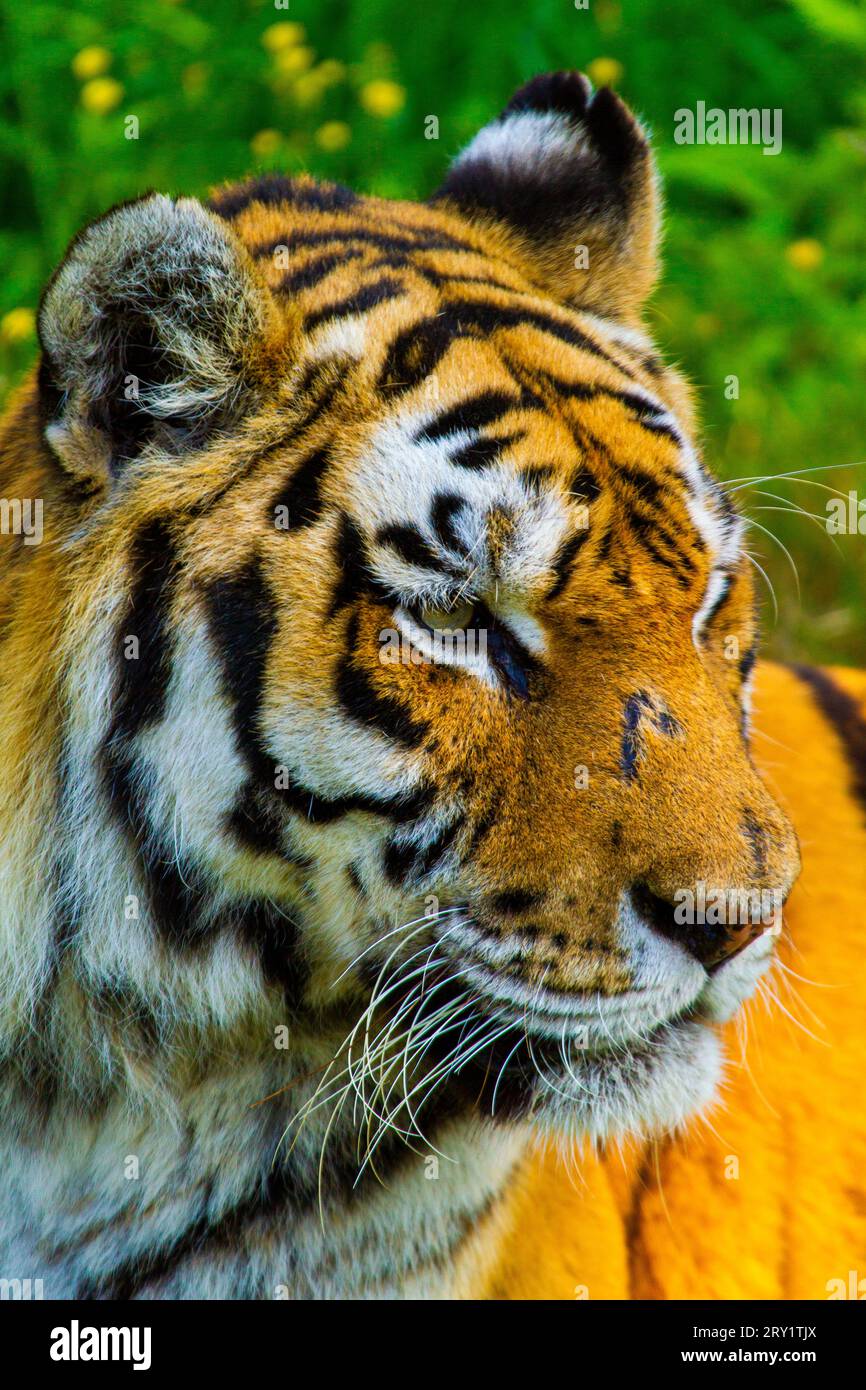 Tiger with a scar on his face Stock Photo - Alamy