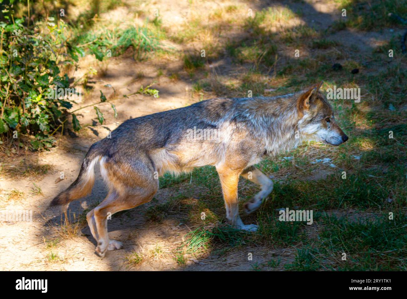 Wolf france animal hi-res stock photography and images - Alamy