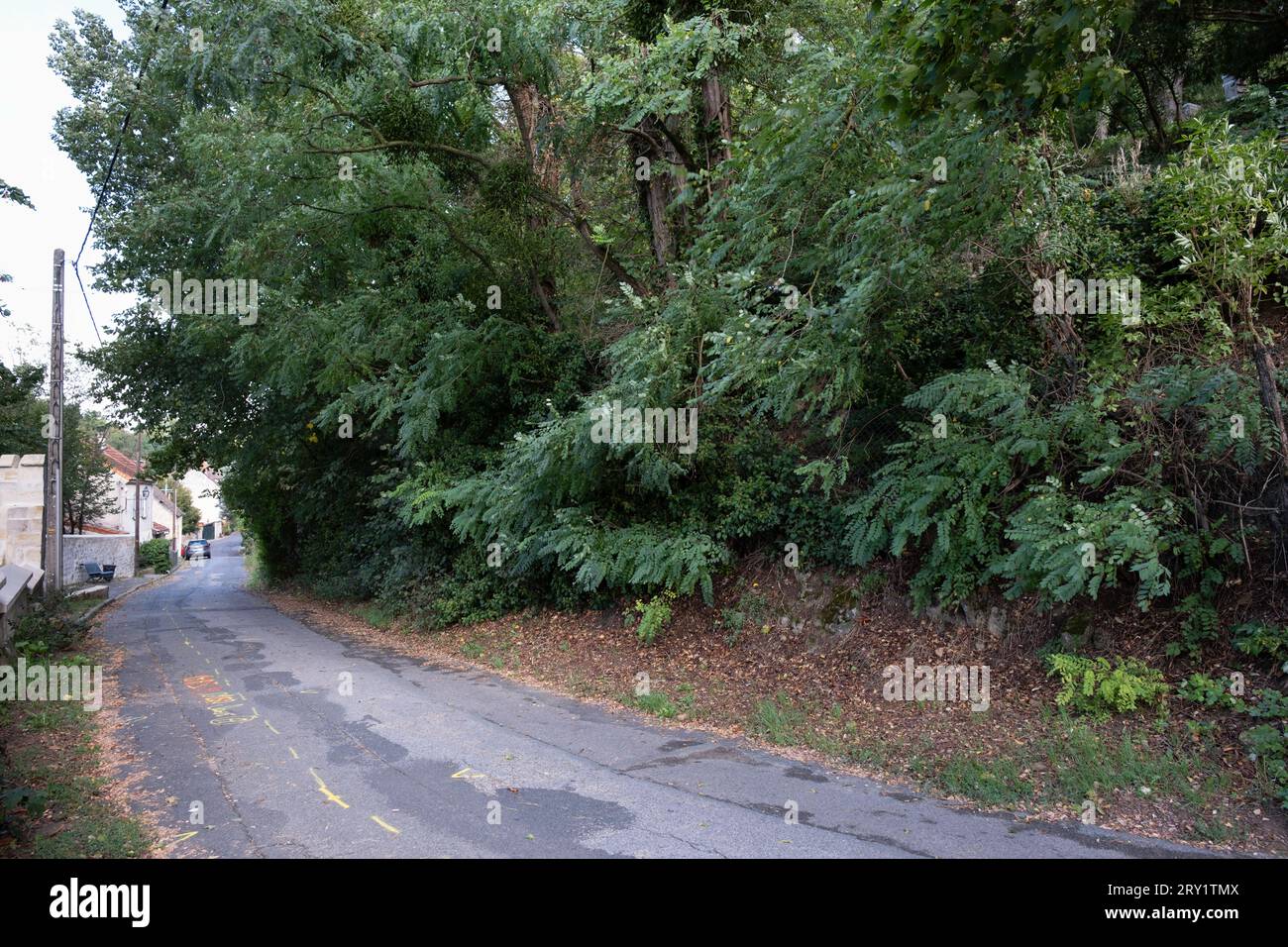 Tree roots 1890 vincent van gogh hi-res stock photography and images ...