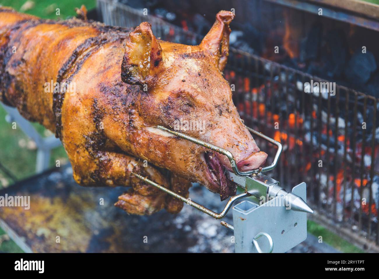 Pig anatomy hi-res stock photography and images - Alamy