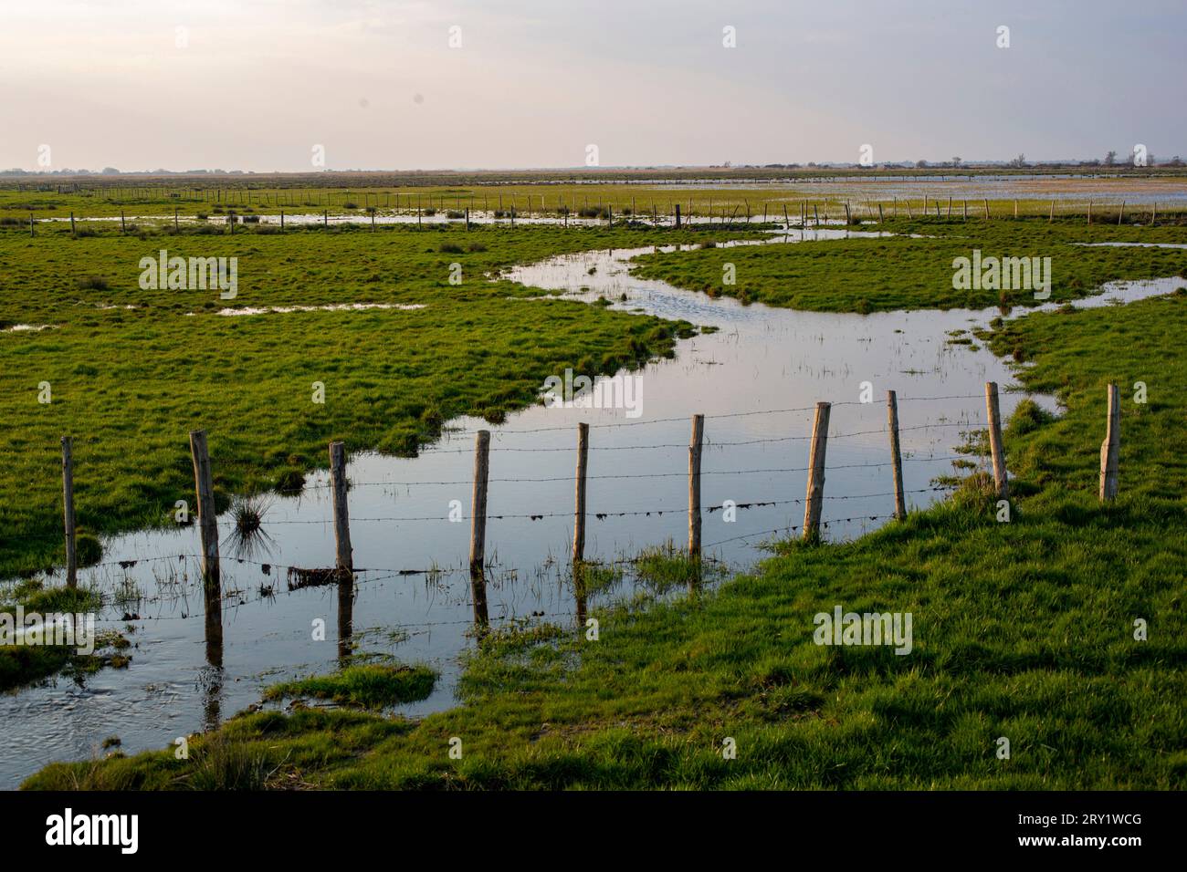 France, Loire estuary, 44, Marechale island, wetland Stock Photo - Alamy