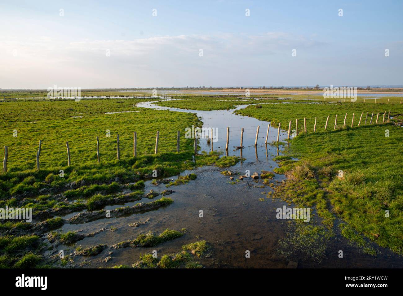 France, Loire estuary, 44, Marechale island, wetland Stock Photo - Alamy