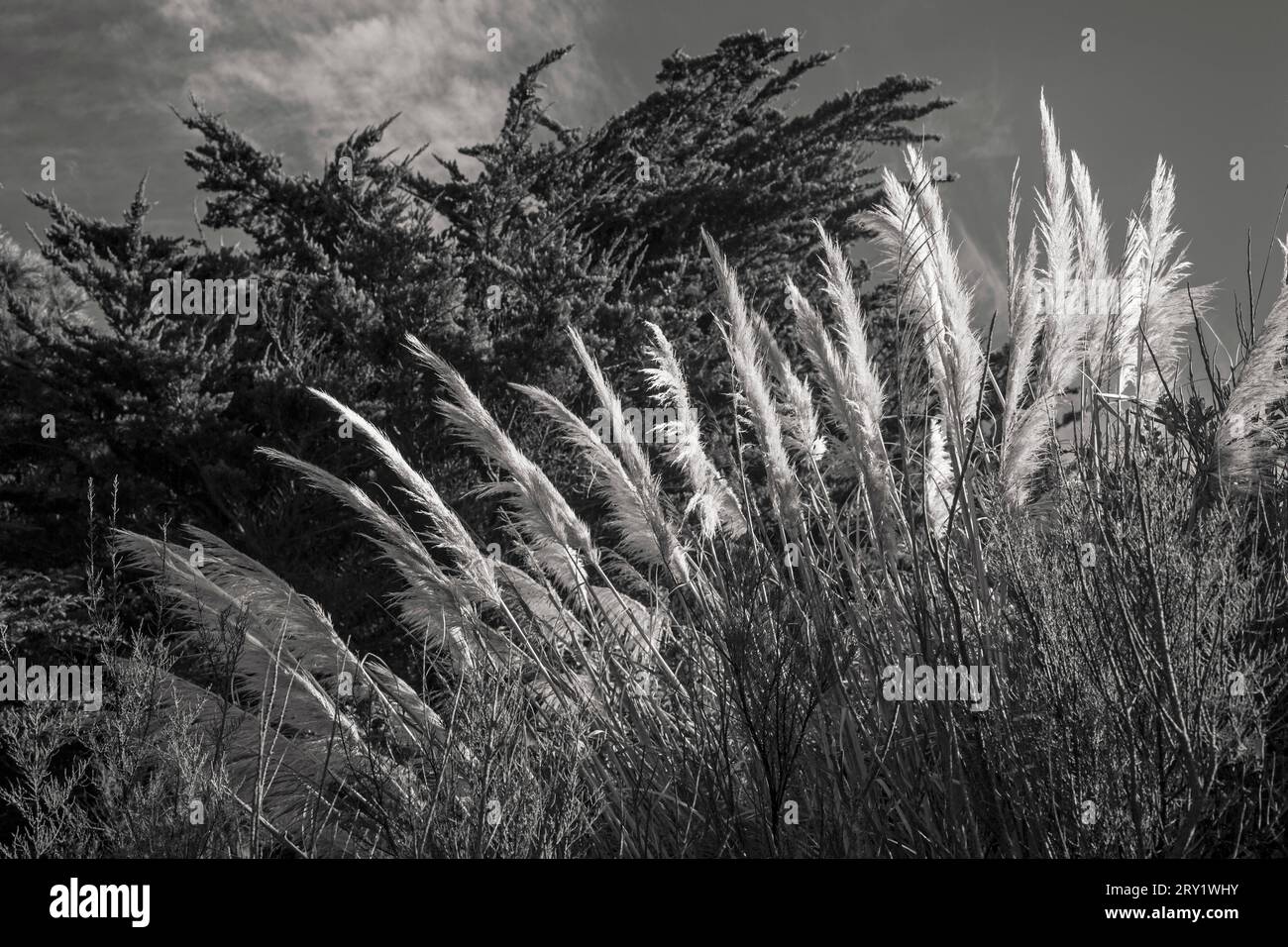 Pampas grass or feather reed, scientific name: Cortaderia Stock Photo ...