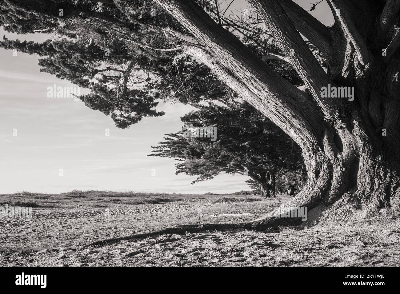 France french cypress trees hi-res stock photography and images - Alamy