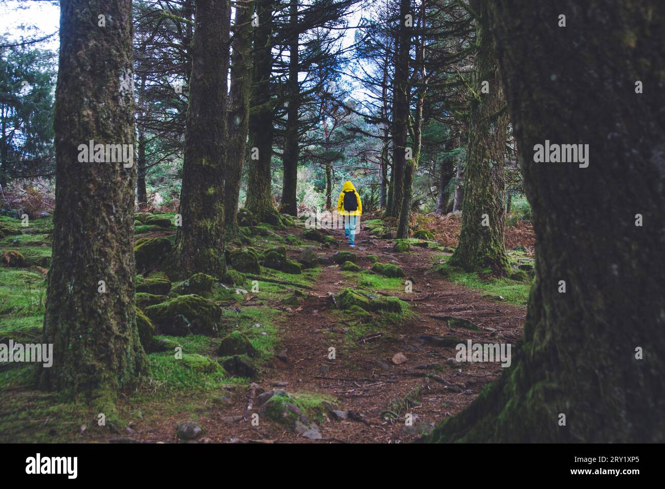 Portugal, Madeira, path in the forest Stock Photo - Alamy