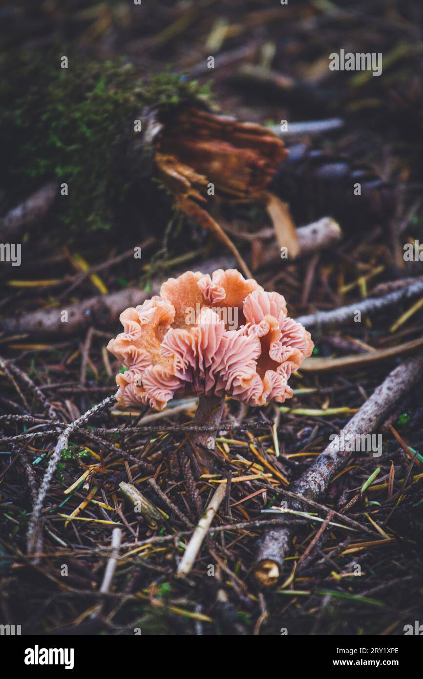 Portugal, Madeira, Laccaria laccata, Laccaria, ,basidiomycetes species ...