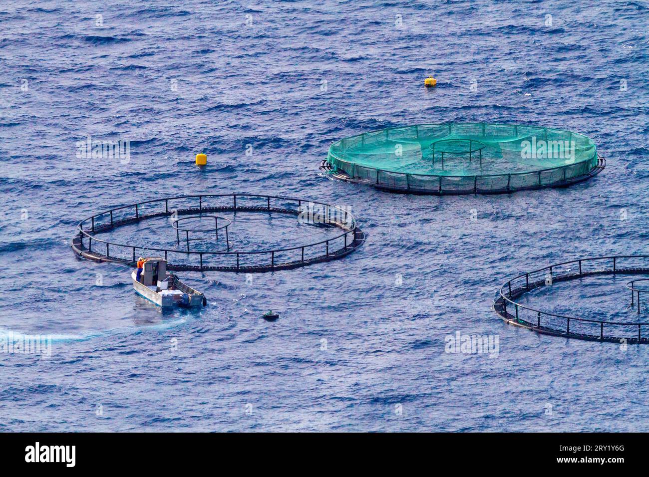 Madeira, fish farming at sea Stock Photo - Alamy