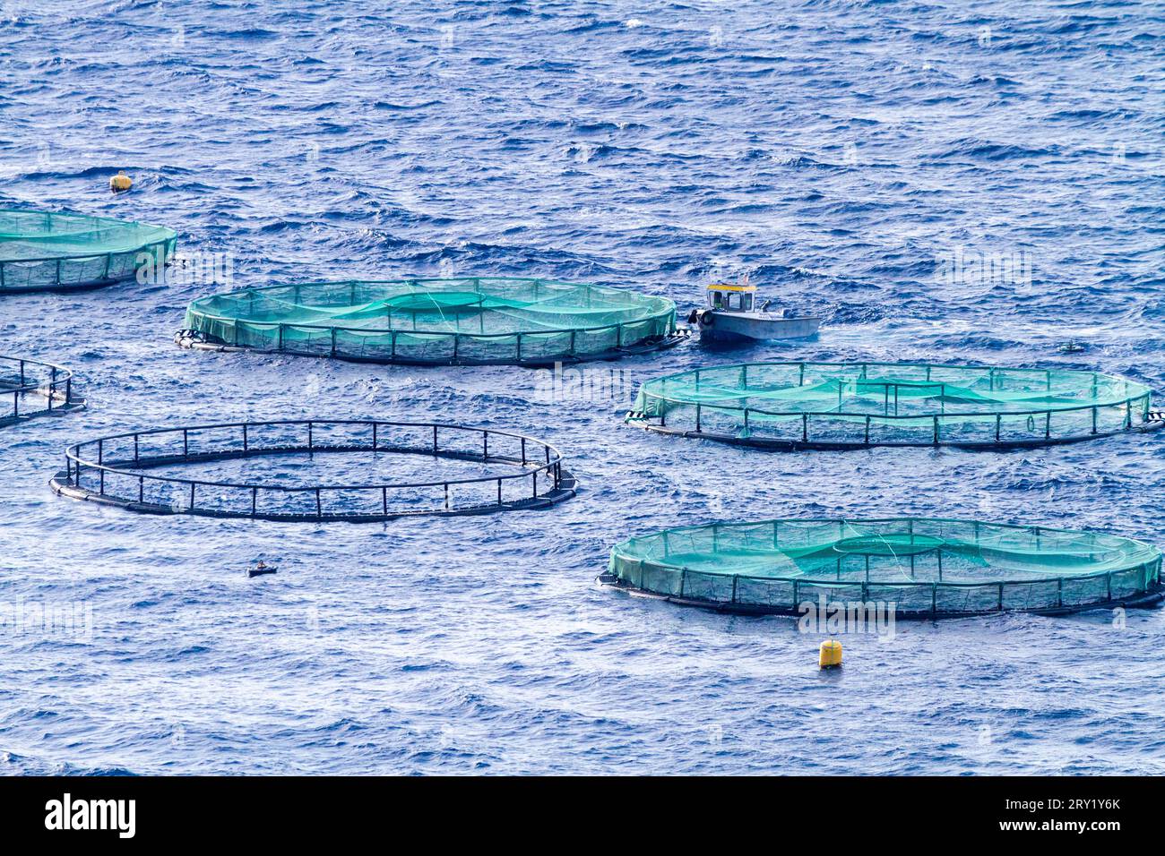 Madeira, fish farming at sea Stock Photo - Alamy