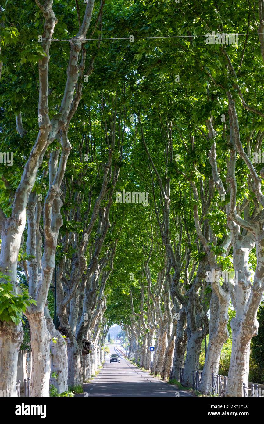 Tree and road hi-res stock photography and images - Alamy