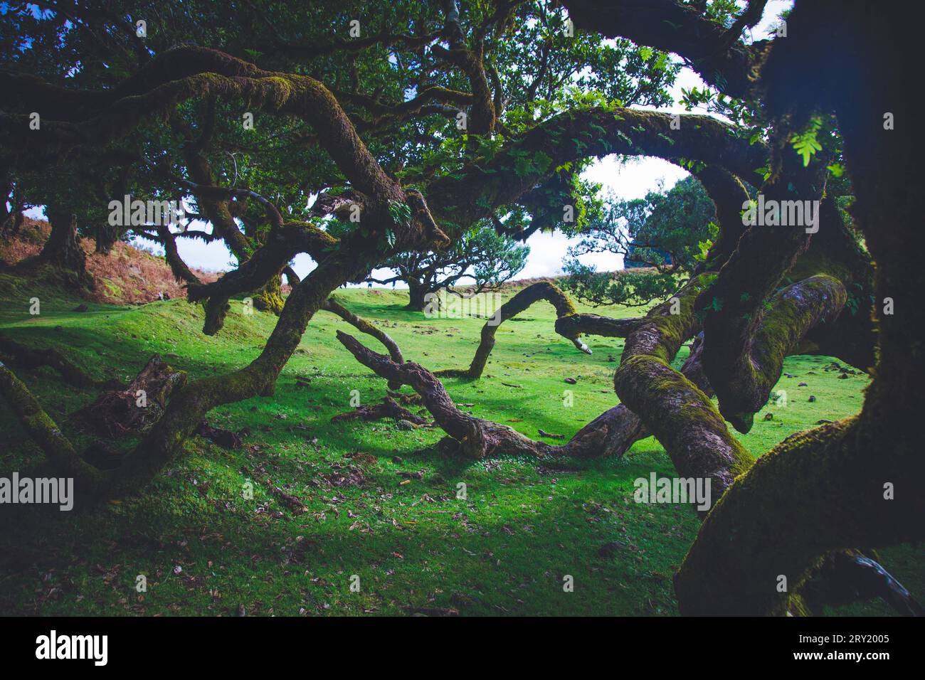 Portugal, Madeira Island, Fanal, Fanal Forest, Laurisilva Forest ...
