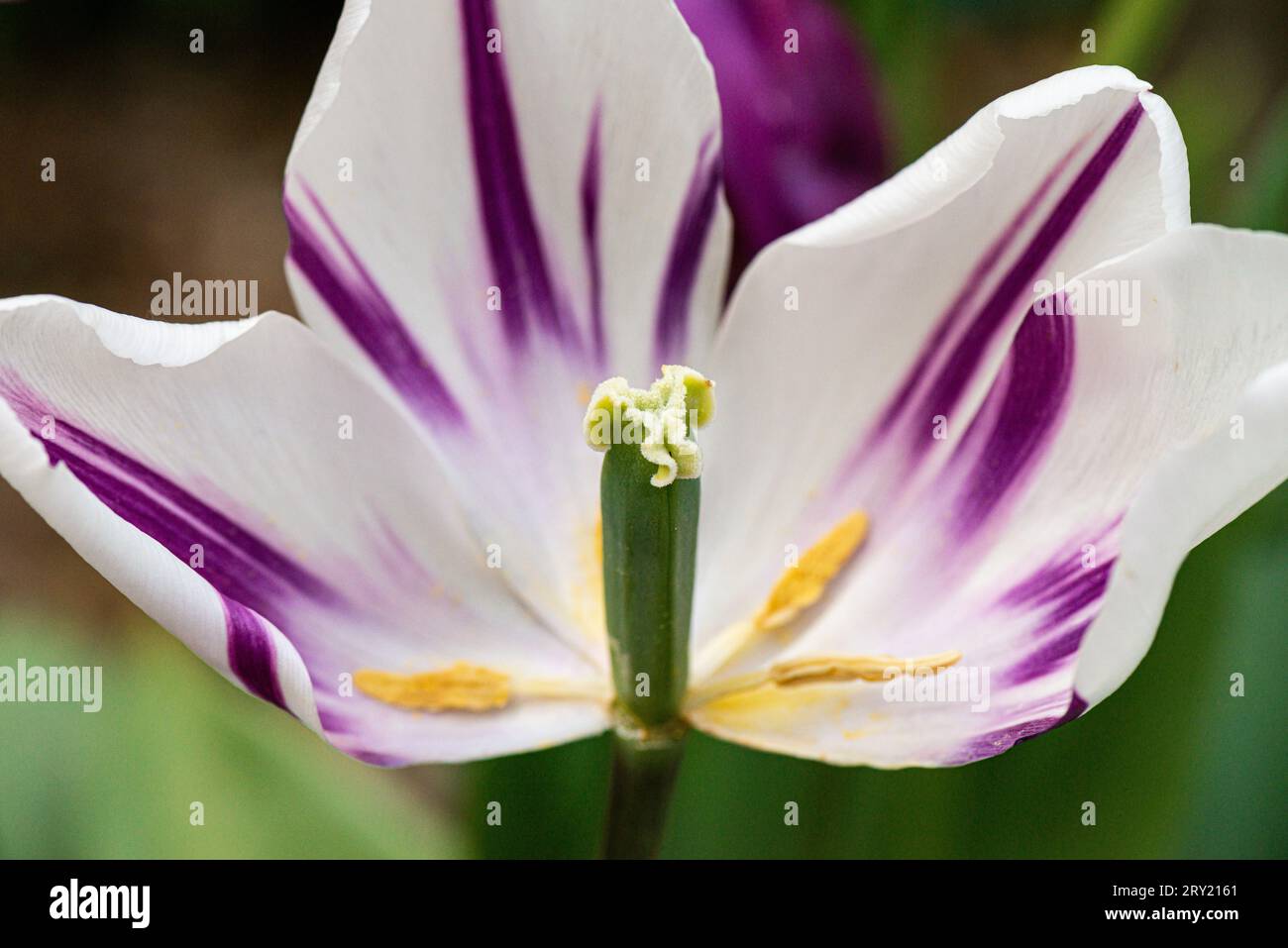 A variegated purple and white tulip flower with missing petals showing ...