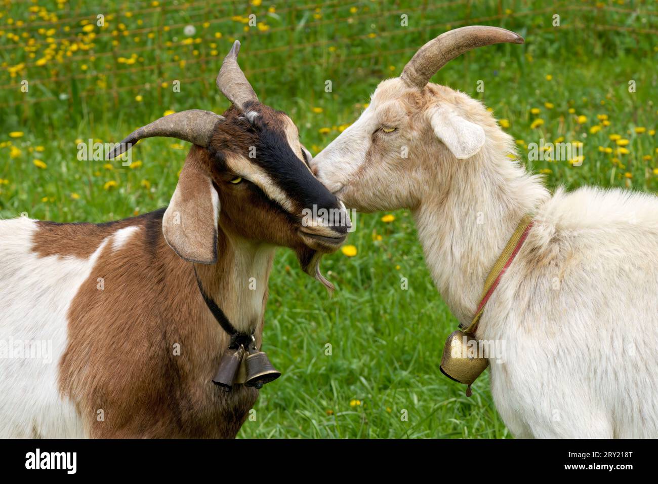 Goat social behavior hi-res stock photography and images - Alamy