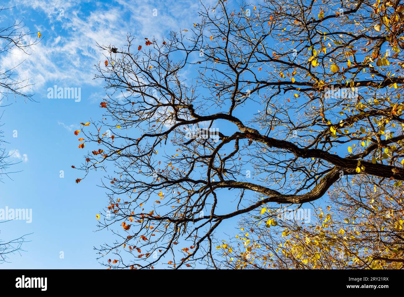 The crown of a sprawling oak tree with falling leaves in autumn against ...