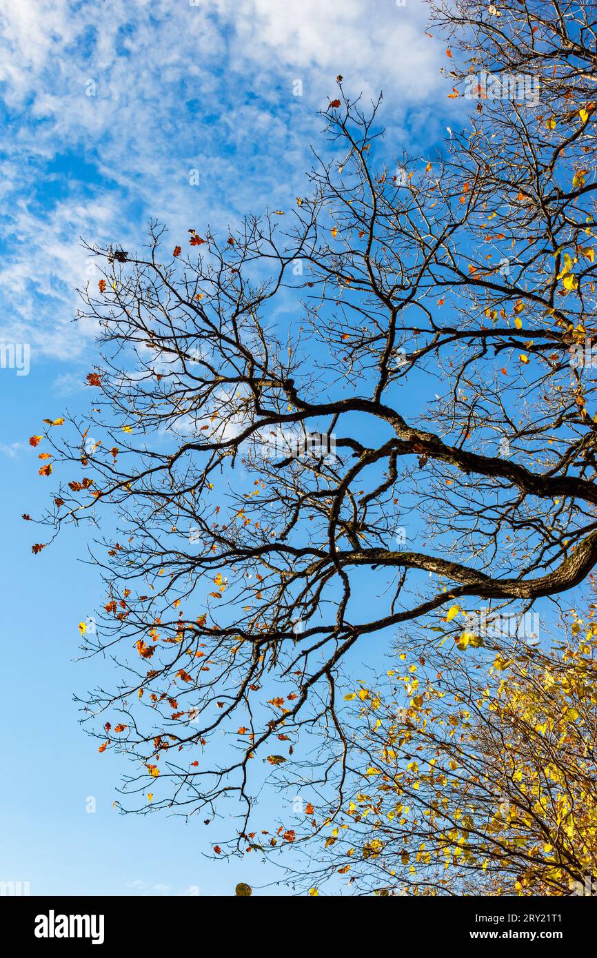 The crown of a sprawling oak tree with falling leaves in autumn against ...
