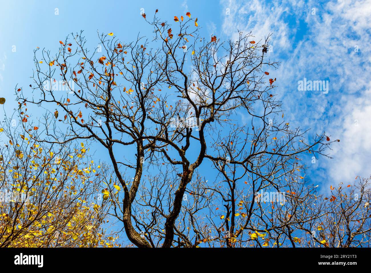 The crown of a sprawling oak tree with falling leaves in autumn against ...