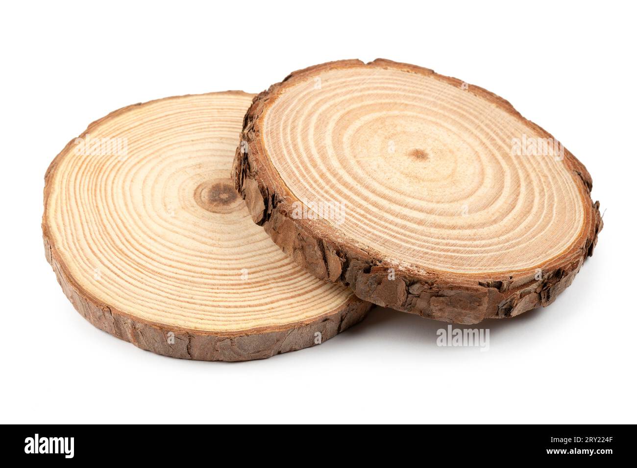 Cross section of tree trunks showing growth rings on white background ...