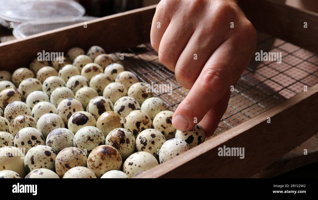 The poultry farmer lays quail eggs with spotted shells in the correct ...
