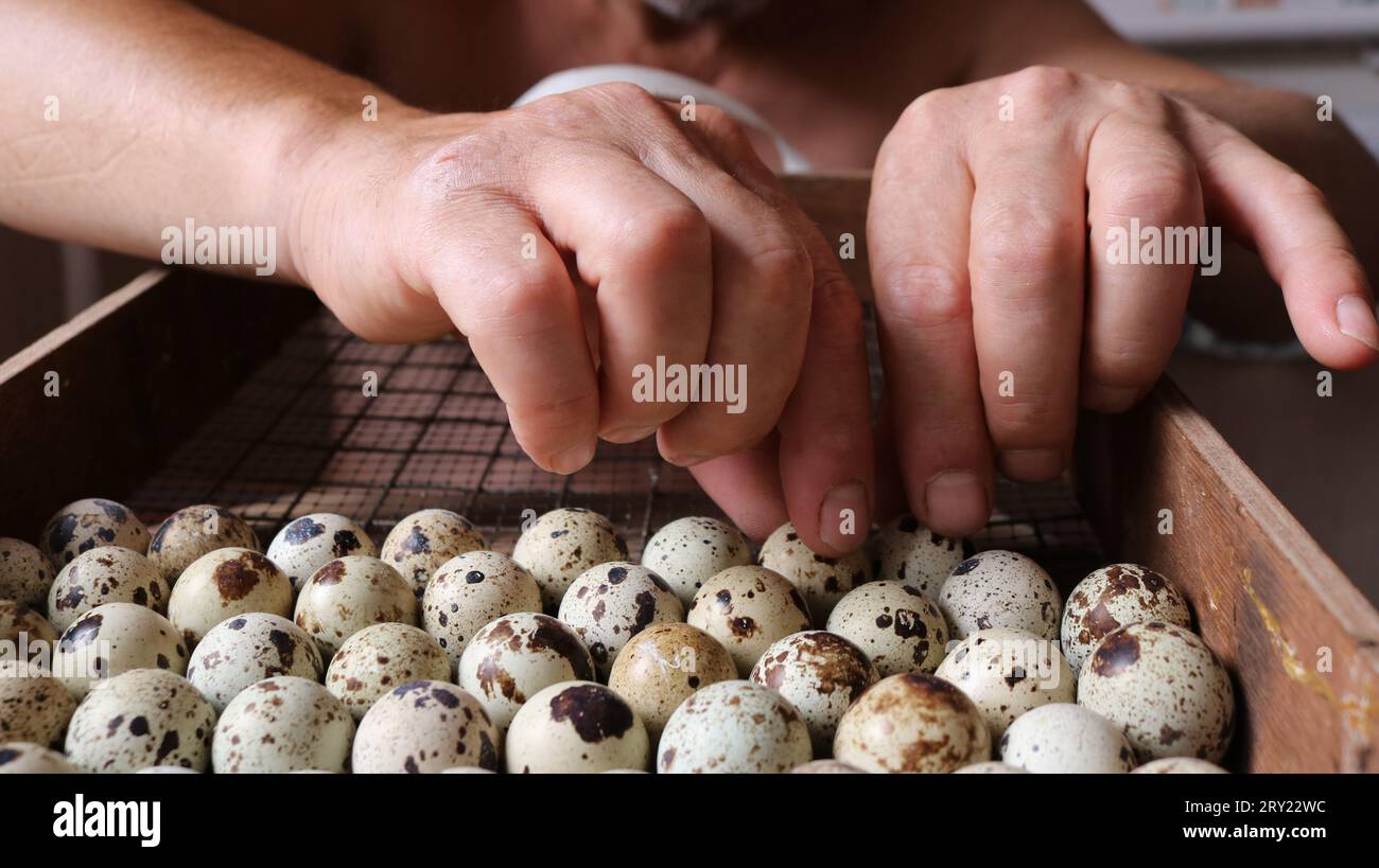 male hands laying spotted brown quail eggs into the substrate of a home ...