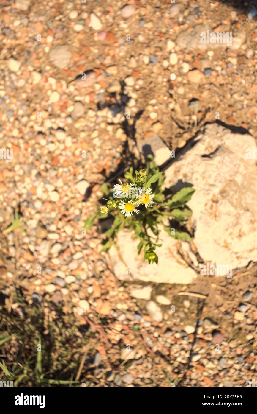 Daisies growing in a crack of a rock in a dirt path seen from above ...