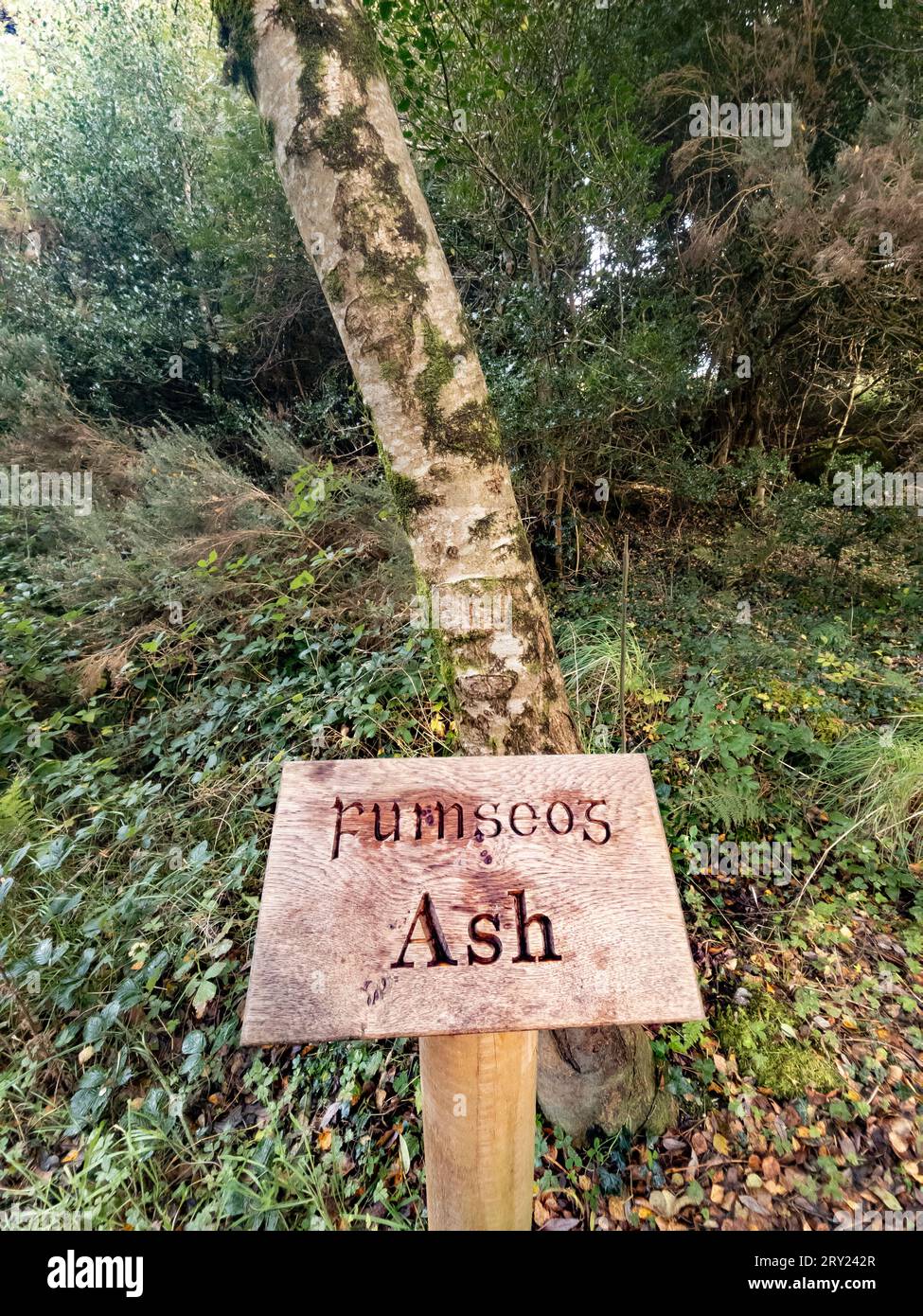 Ash tree and sign explaining it in irish and english including ...