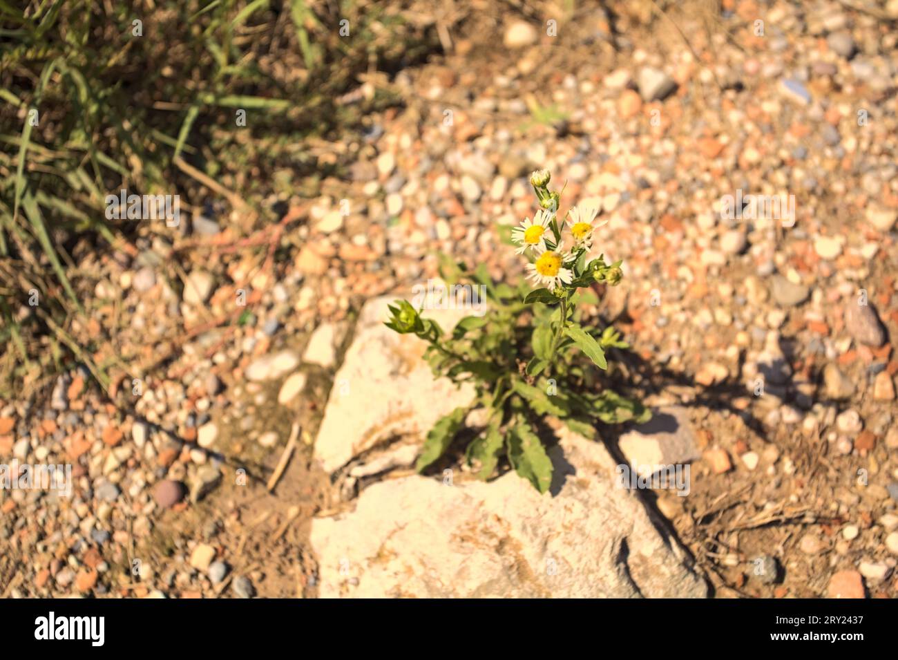 Daisies growing in a crack of a rock in a dirt path seen from above ...