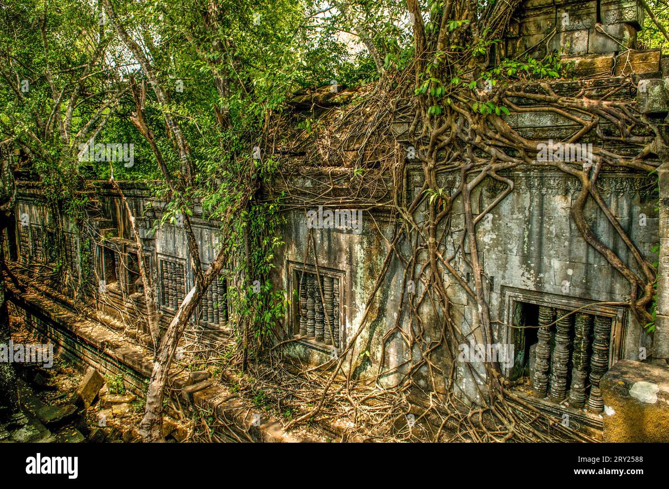 giant roots envelope unexcavated ruins at Beng Mealea, Siem Reap ...