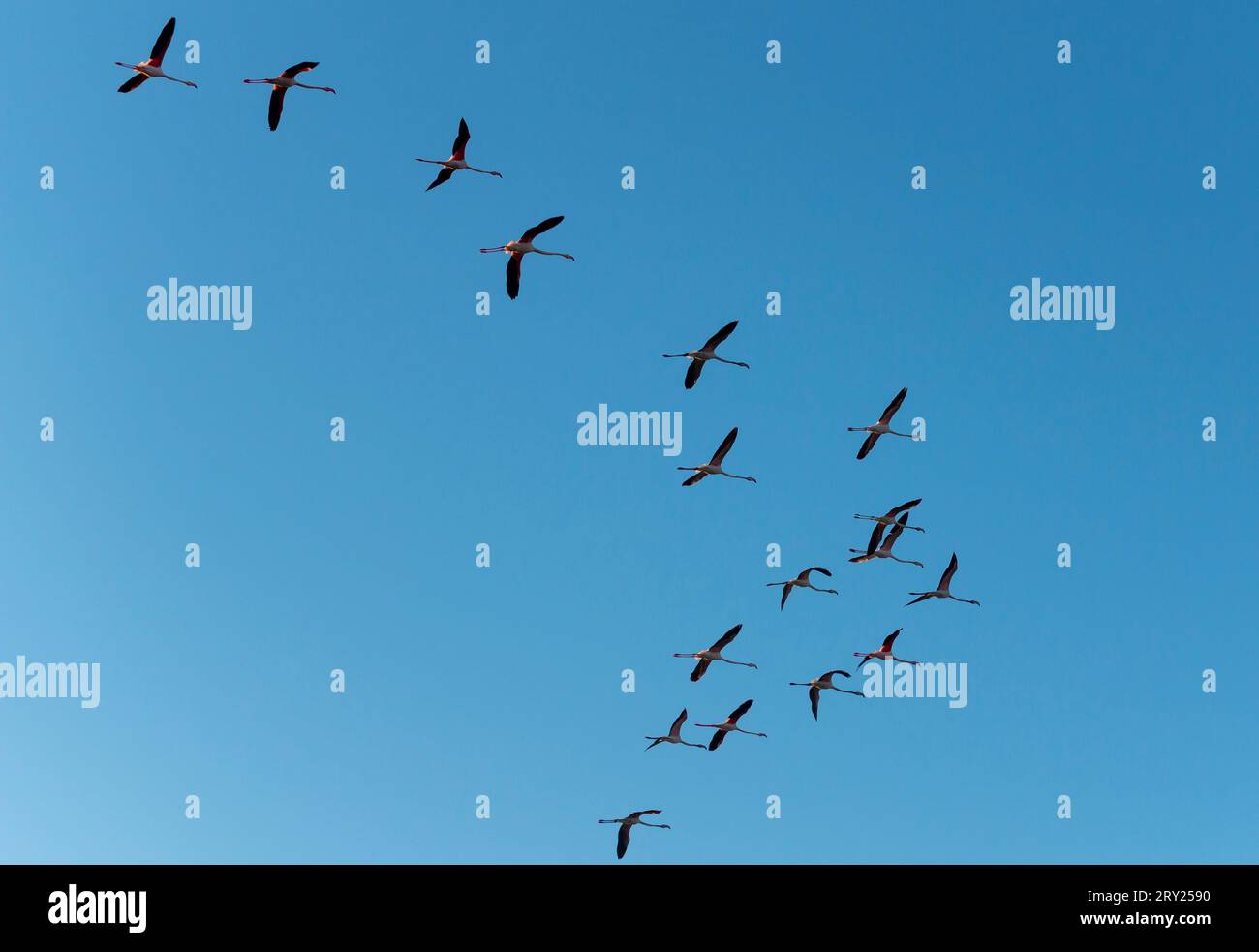 Flock of migrating geese flying during sunrise Stock Photo - Alamy