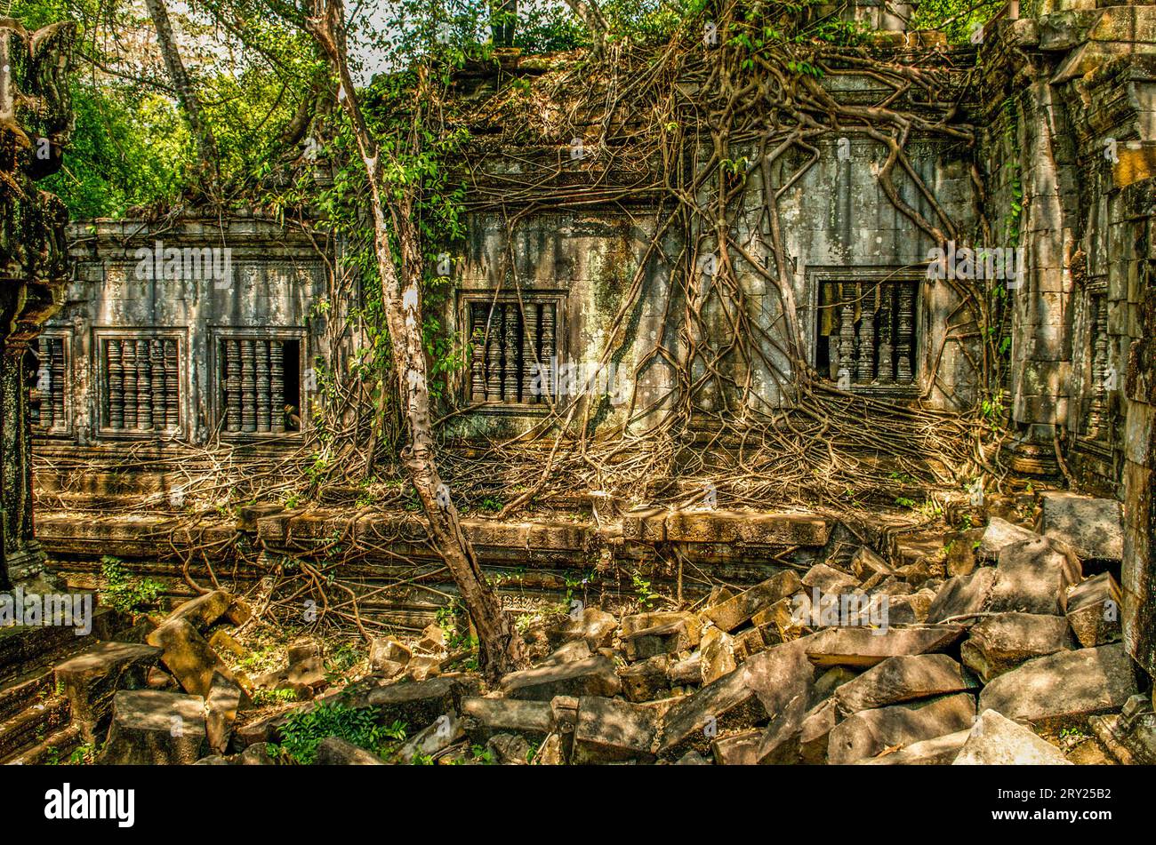 giant roots envelope unexcavated ruins at Beng Mealea, Siem Reap ...