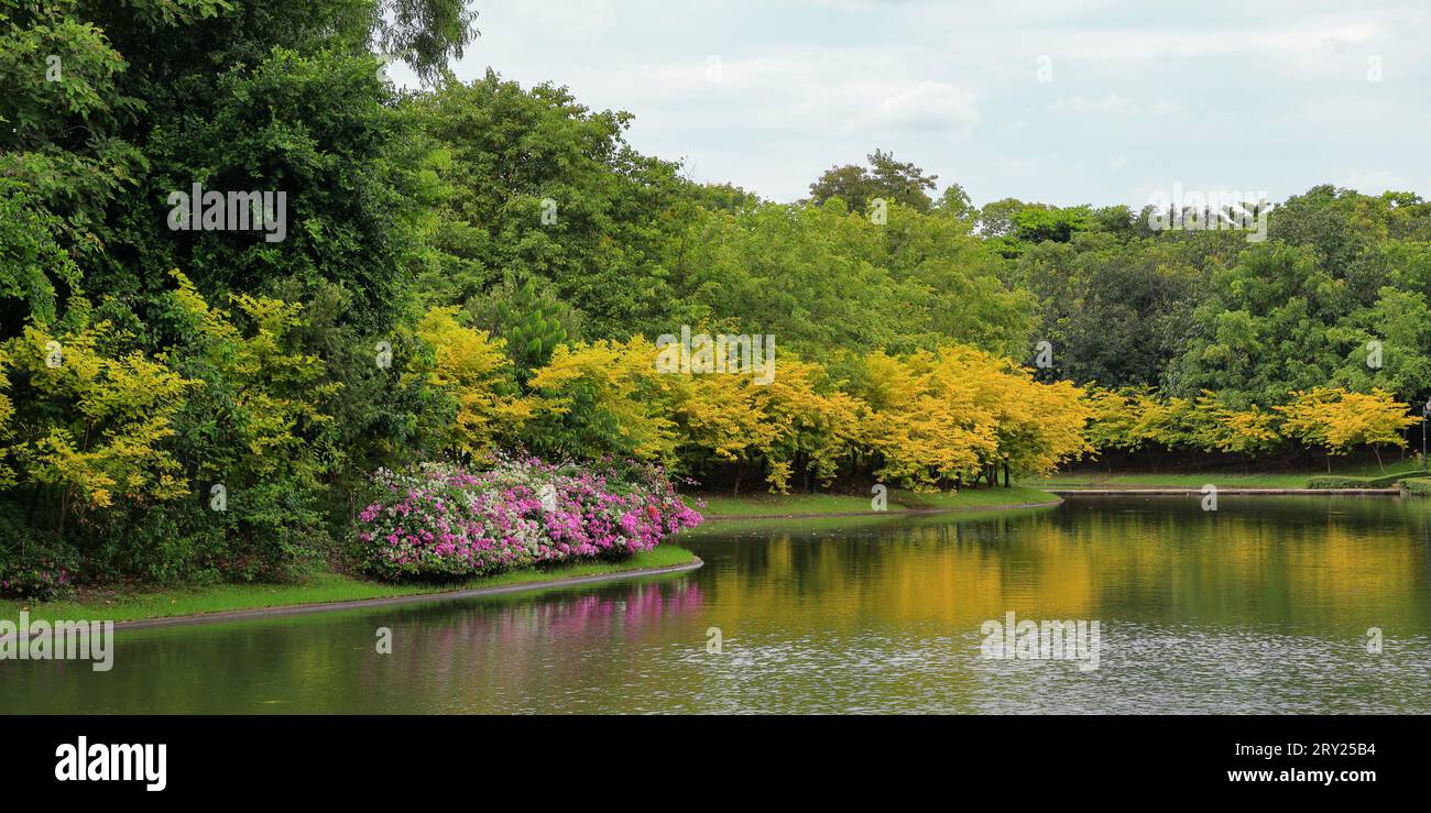 scenery of summer day at lake, beautiful tree with reflections in water ...