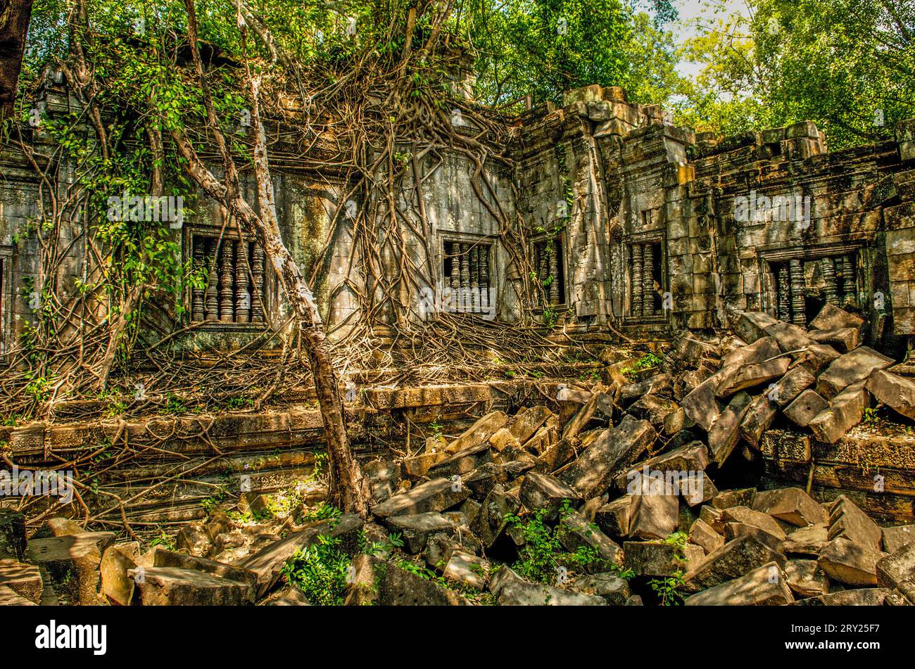 giant roots envelope unexcavated ruins at Beng Mealea, Siem Reap ...