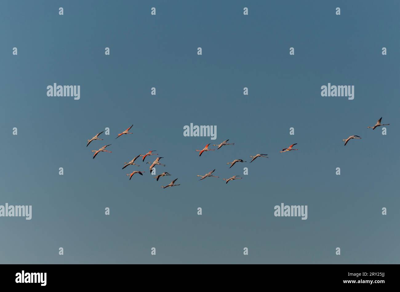 Flock of migrating geese flying during sunrise Stock Photo - Alamy