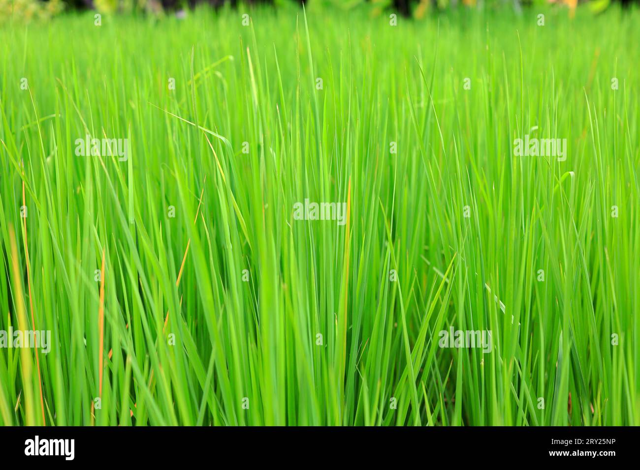 leaves of rice plant. Lush green blades of rice plant, Fresh morning at ...