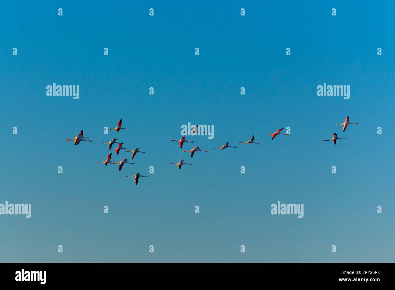 Flock of migrating geese flying during sunrise Stock Photo - Alamy