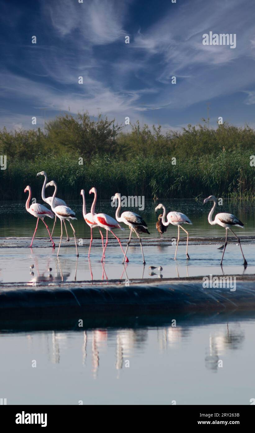Flamingos paddling in the muddy waters of a muddy lagoon at an oasis Al ...
