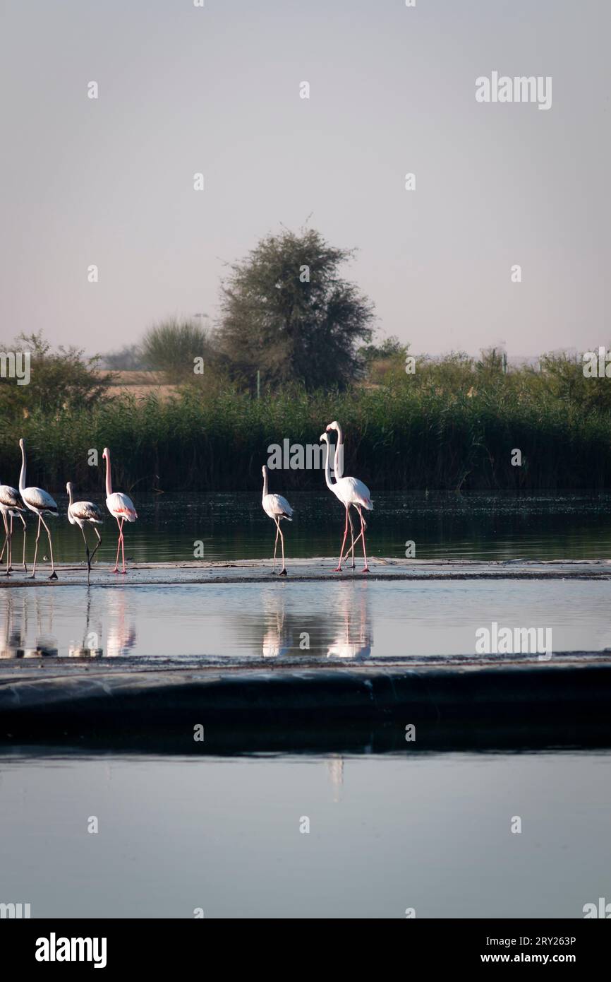 Flamingos paddling in the muddy waters of a muddy lagoon at an oasis Al ...